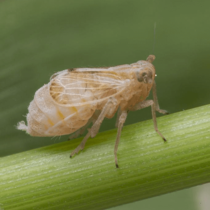 Insectbase